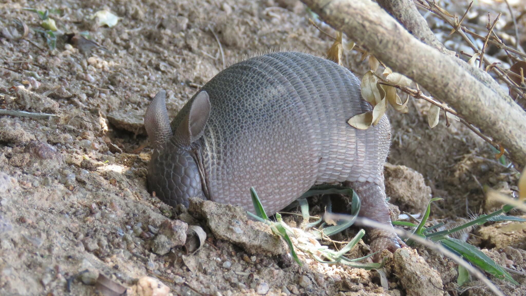 Dasypus septemcinctus Linnaeus, 1758