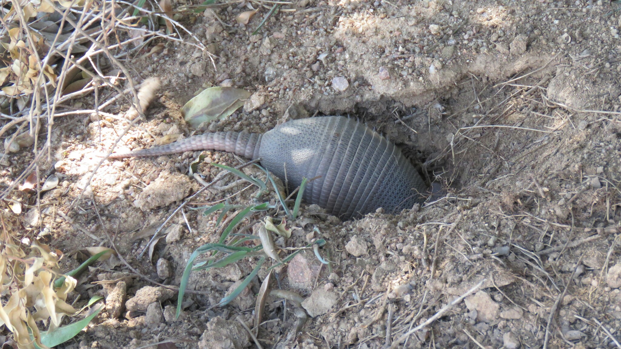 Dasypus septemcinctus Linnaeus, 1758