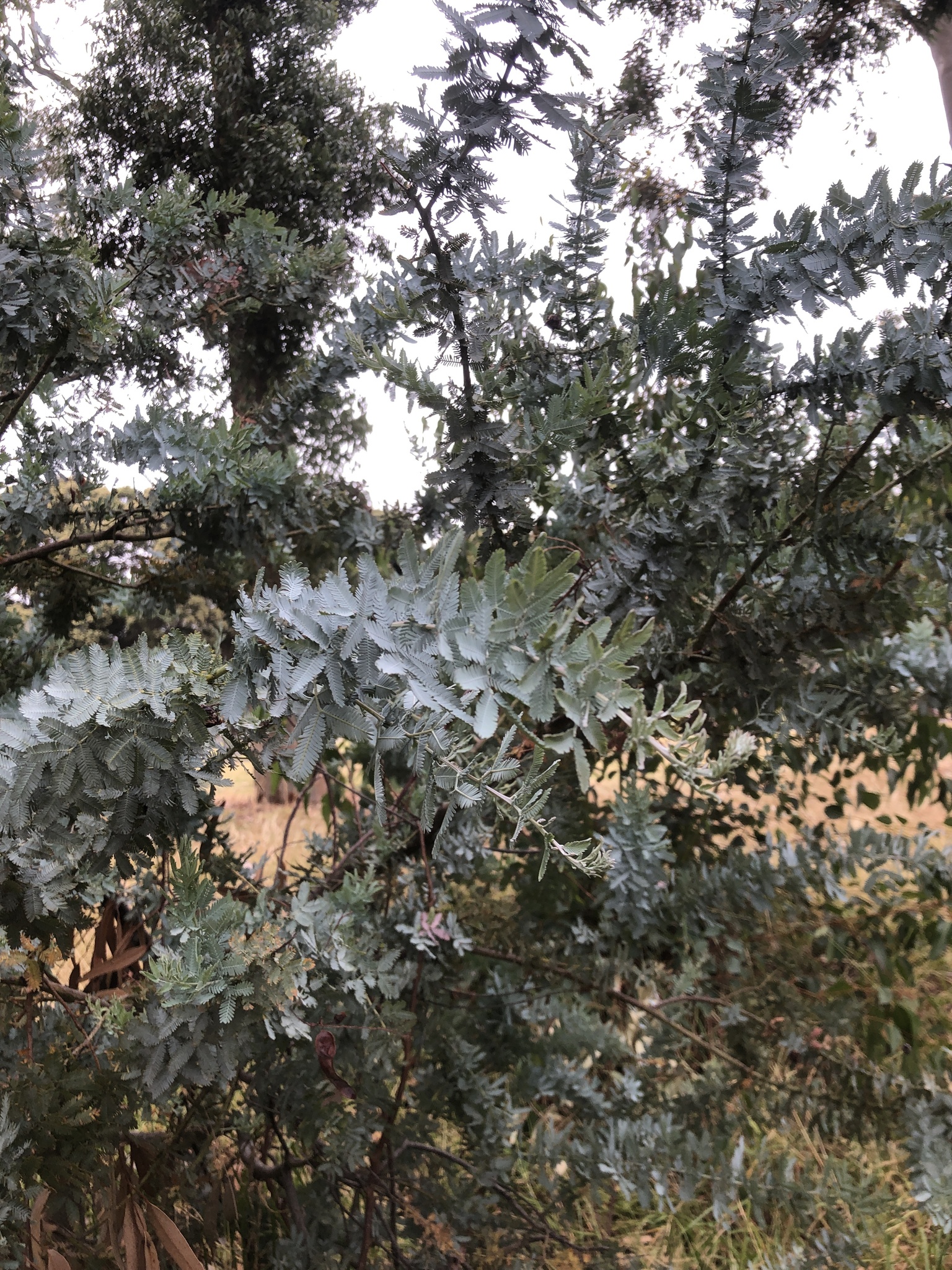 Acacia baileyana F.Muell.