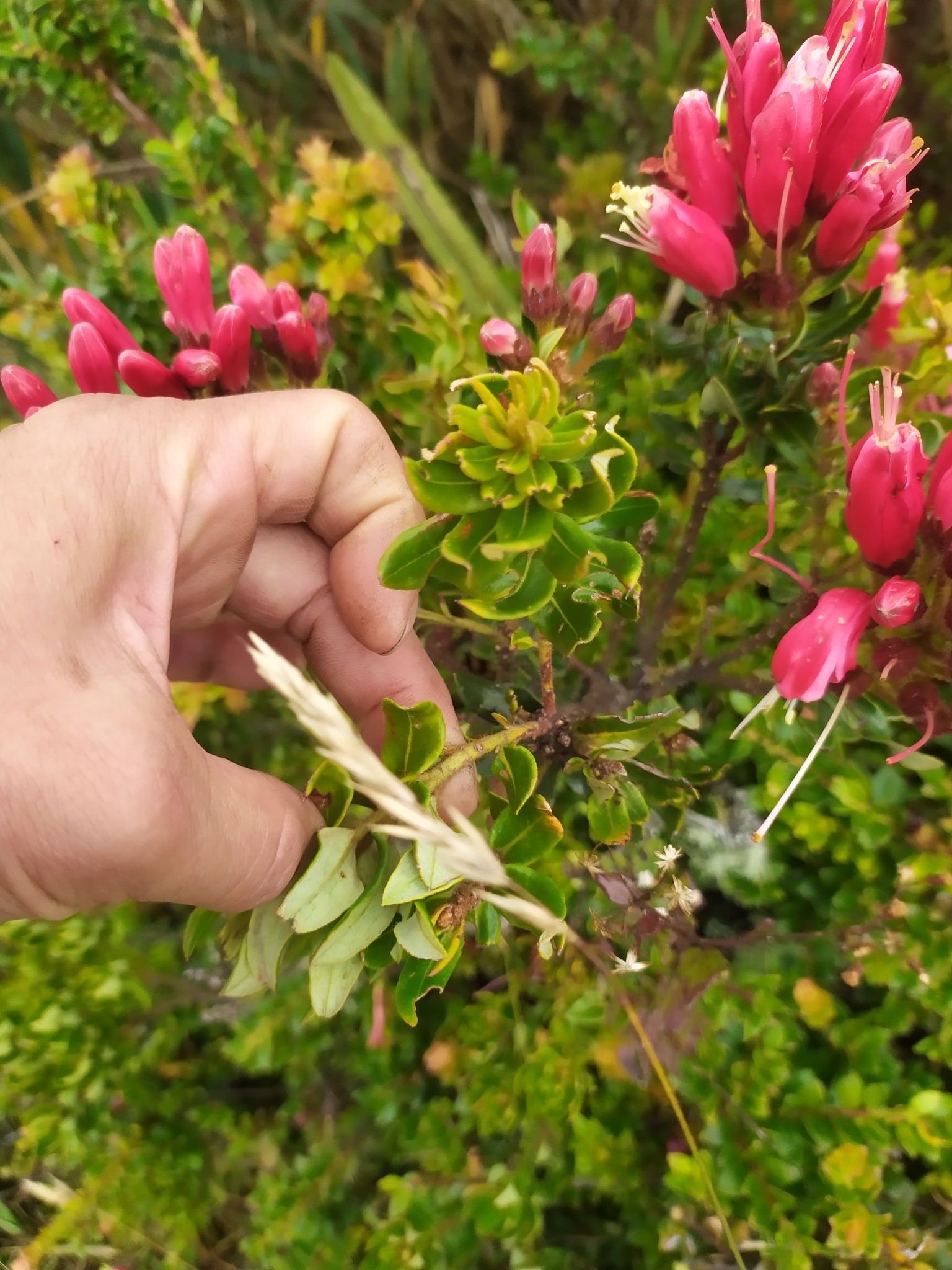 Bejaria resinosa Mutis ex L.fil.