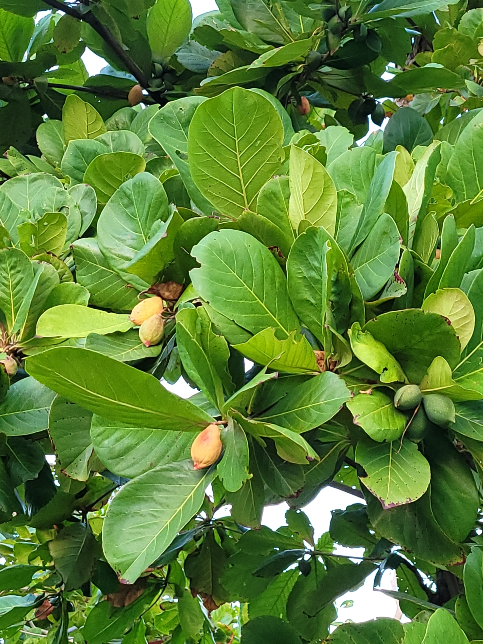 Terminalia catappa L.