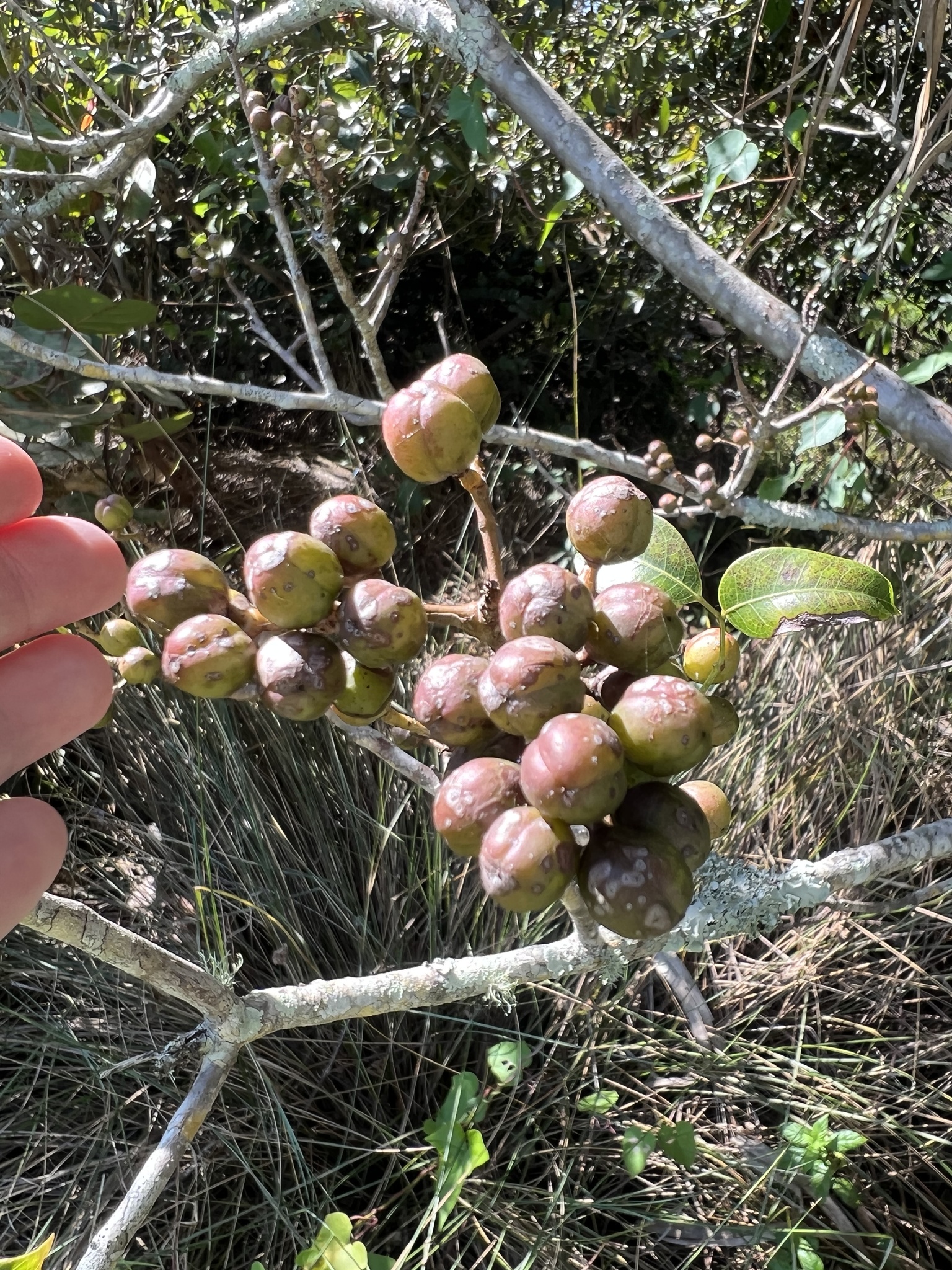 Bursera simaruba (L.) Sarg.