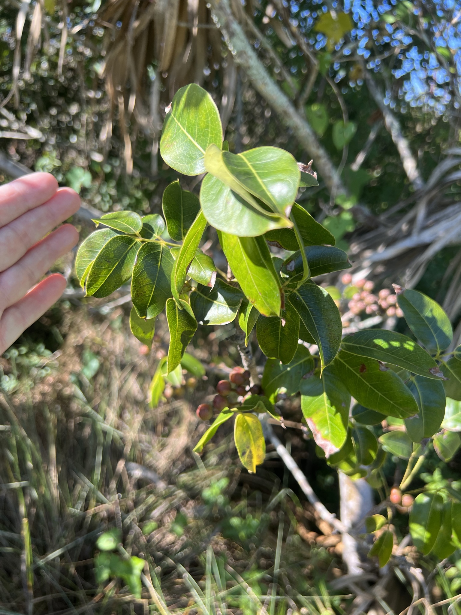 Bursera simaruba (L.) Sarg.