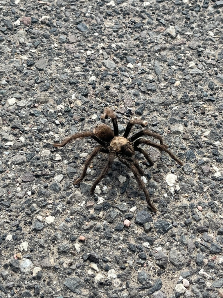 Desert Tarantula in October 2022 by Leah Lunceford · iNaturalist
