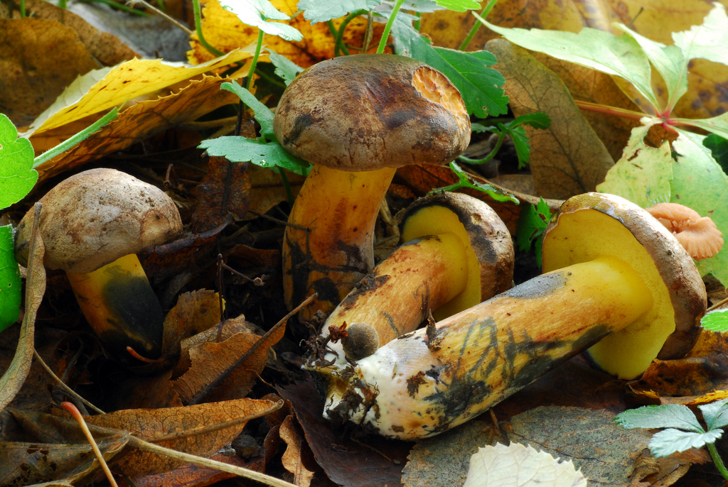 ink stain bolete from Parco di Monza (MB) on October 26, 2013 at 10:47 ...