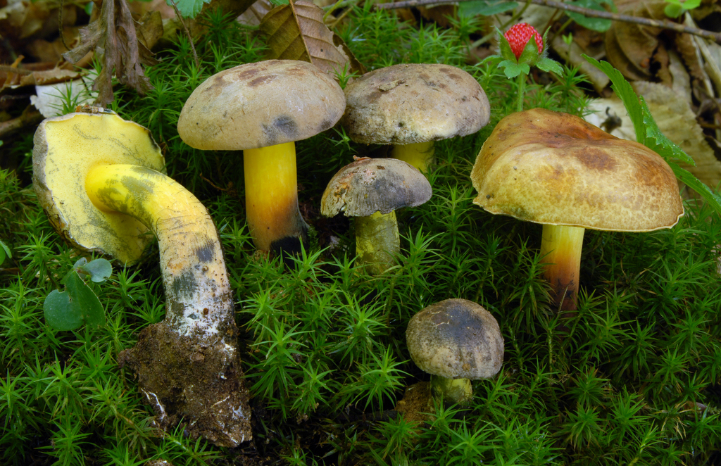 ink stain bolete from Canonica Lambro - Triuggio (MB) on June 5, 2022 ...