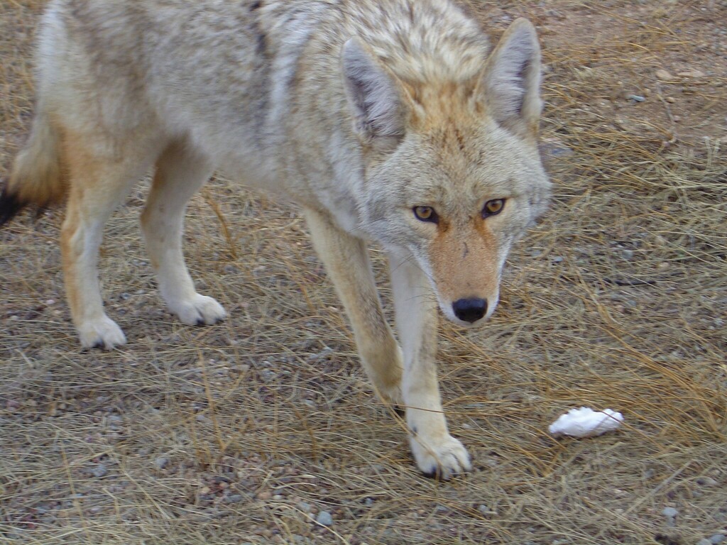 Coyote from Colorado, USA on March 04, 2005 at 06:21 PM by rbartgis ...
