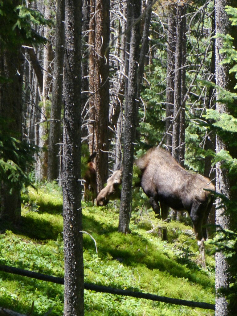 Moose from Grand County, CO, USA on June 9, 2012 at 02:28 PM by ...