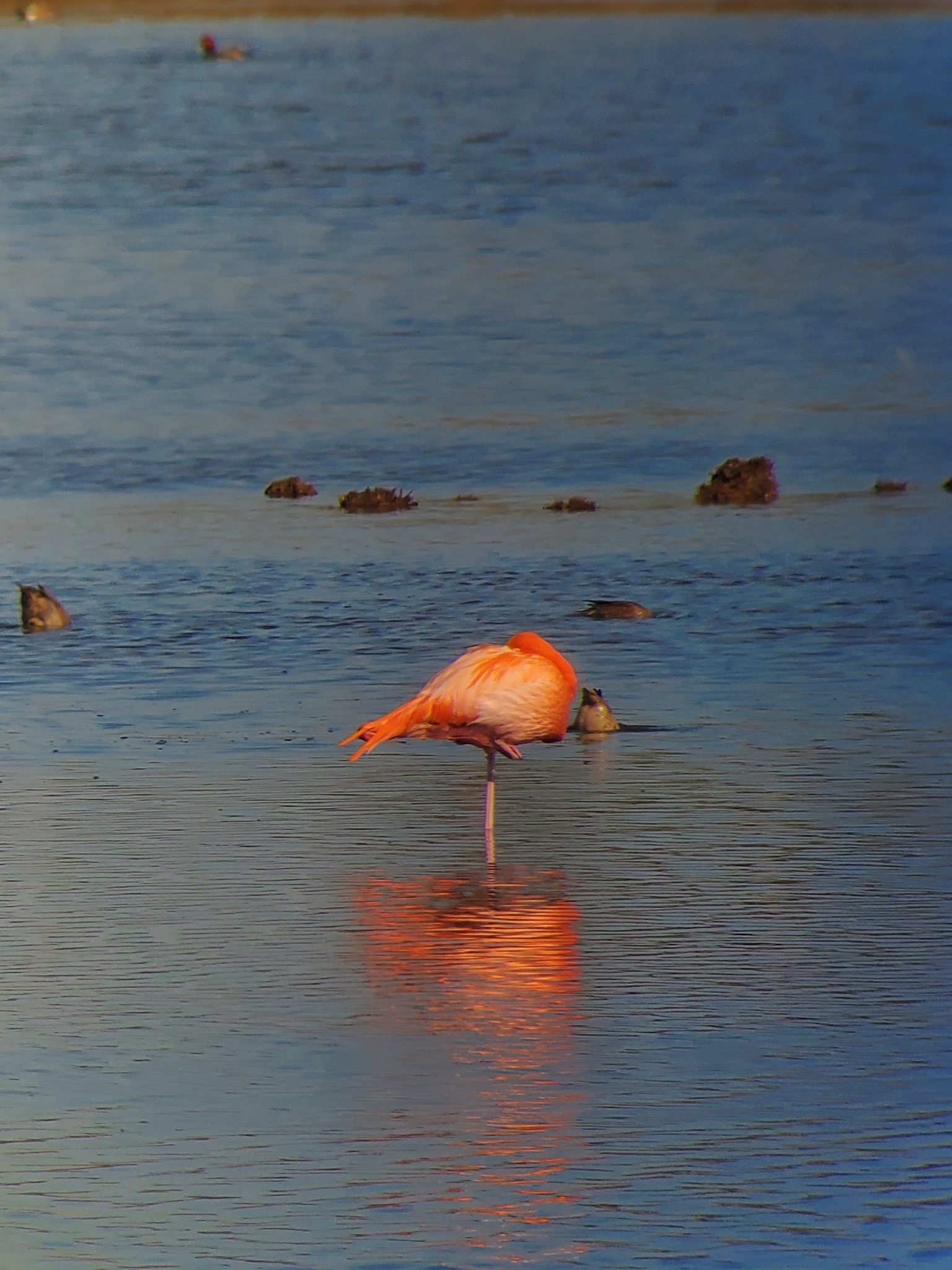 Phoenicopterus ruber Linnaeus, 1758