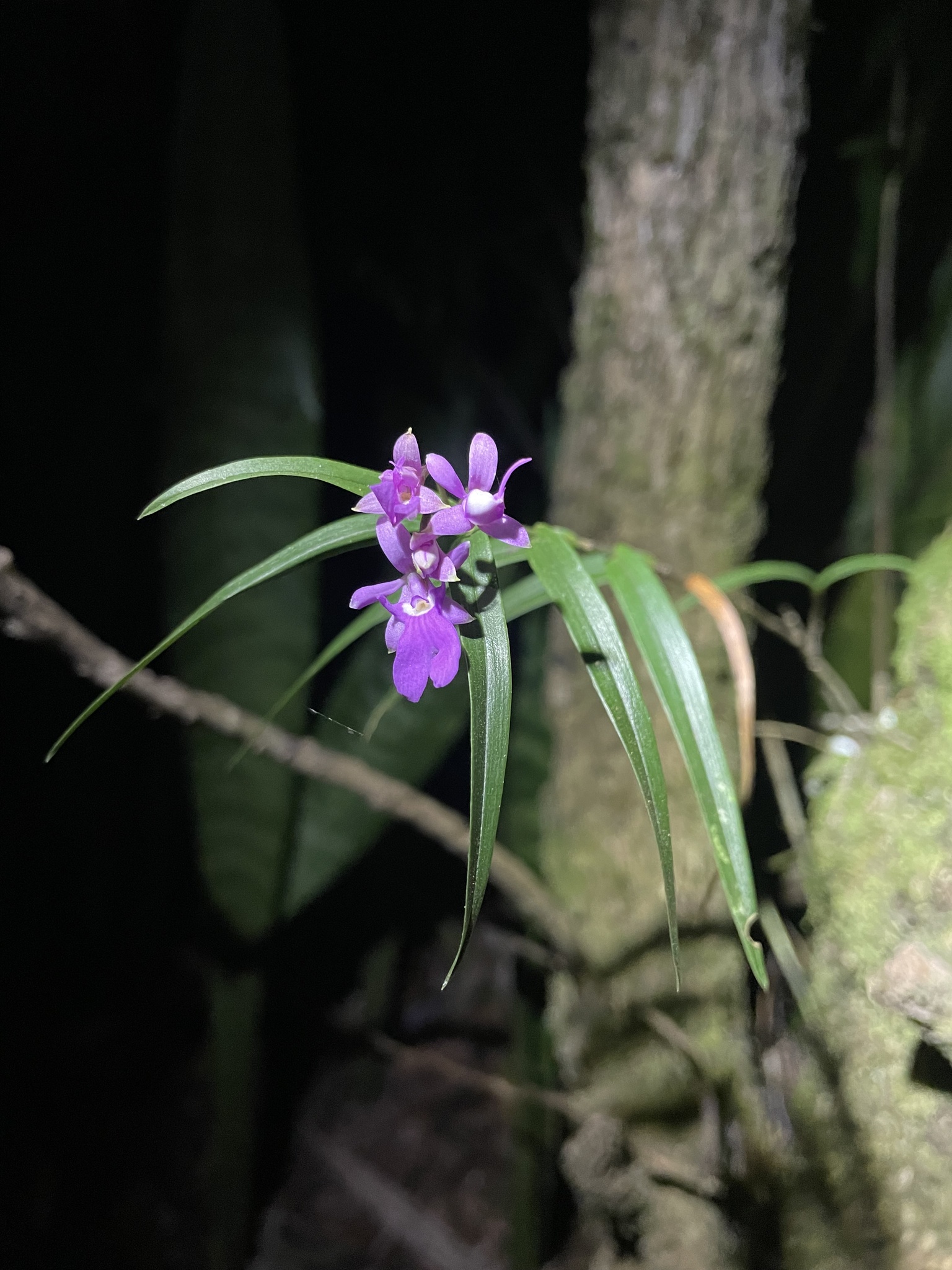 Epidendrum L.
