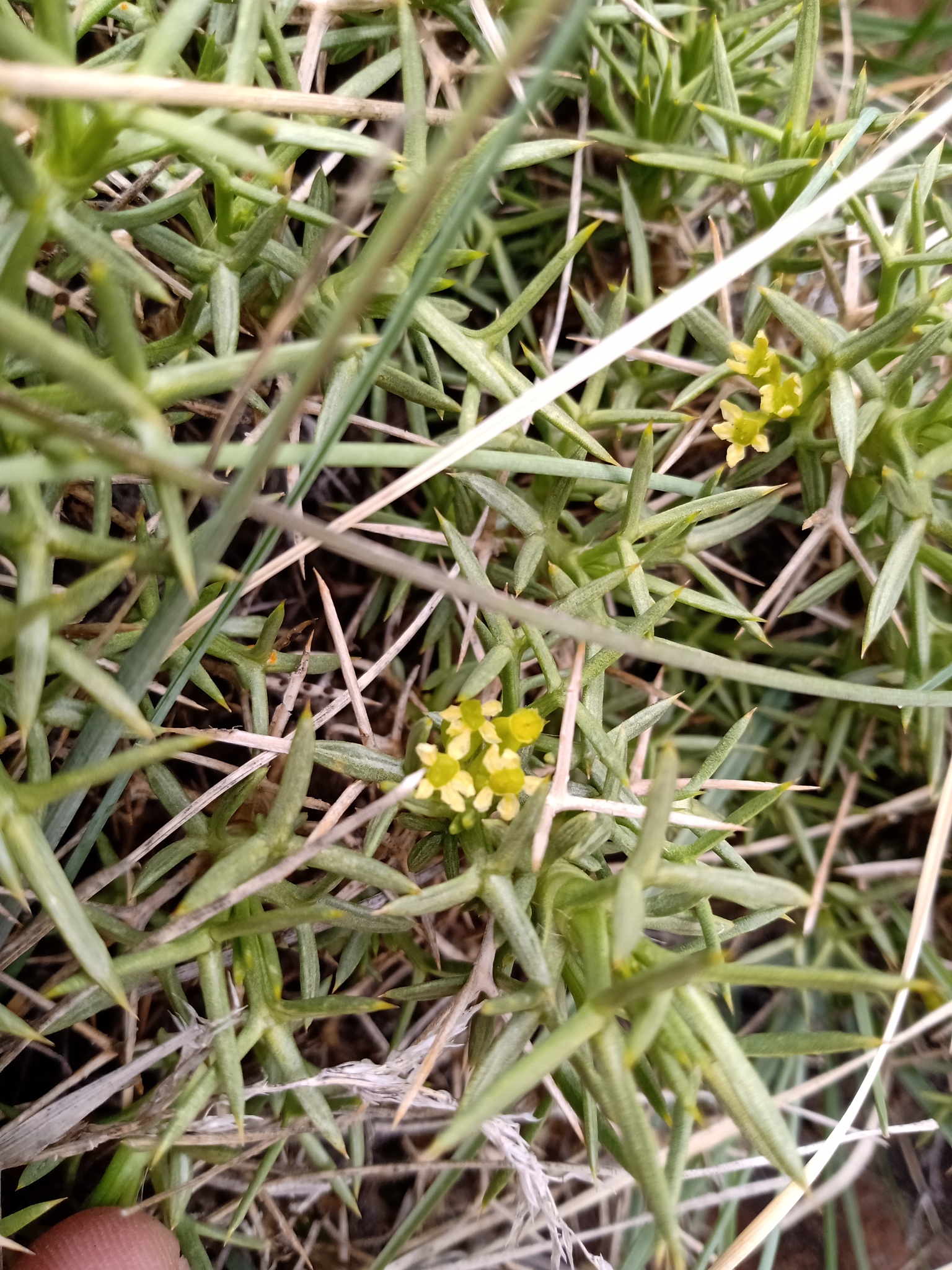 Azorella prolifera (Cav.) G.M.Plunkett & A.N.Nicolas