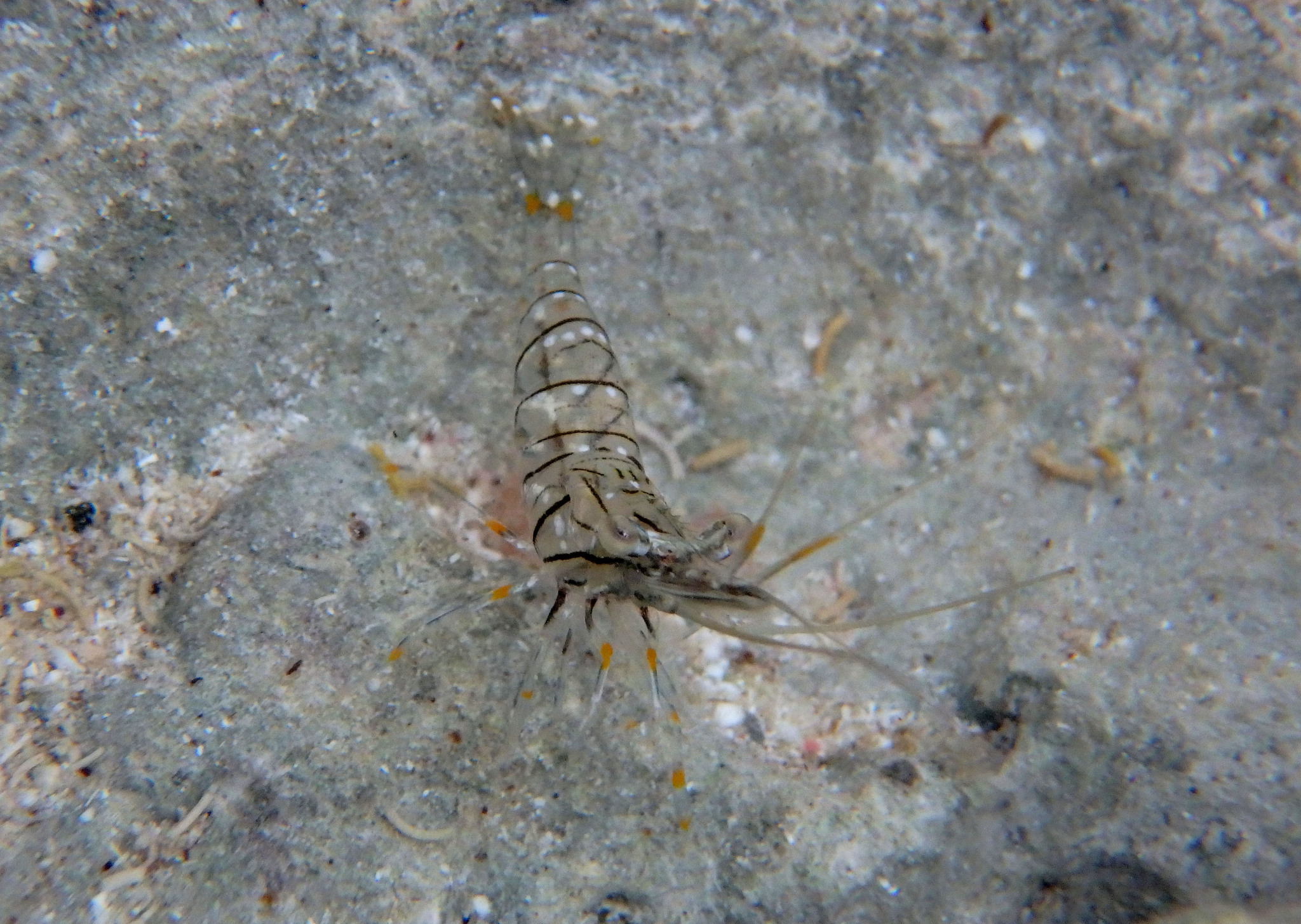 Palaemon Weber, 1795