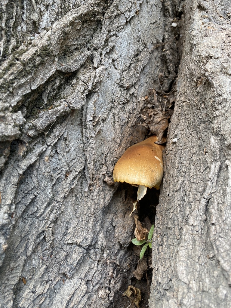 Cyclocybe parasitica from Avon River/Ōtakaro, Christchurch, Canterbury ...