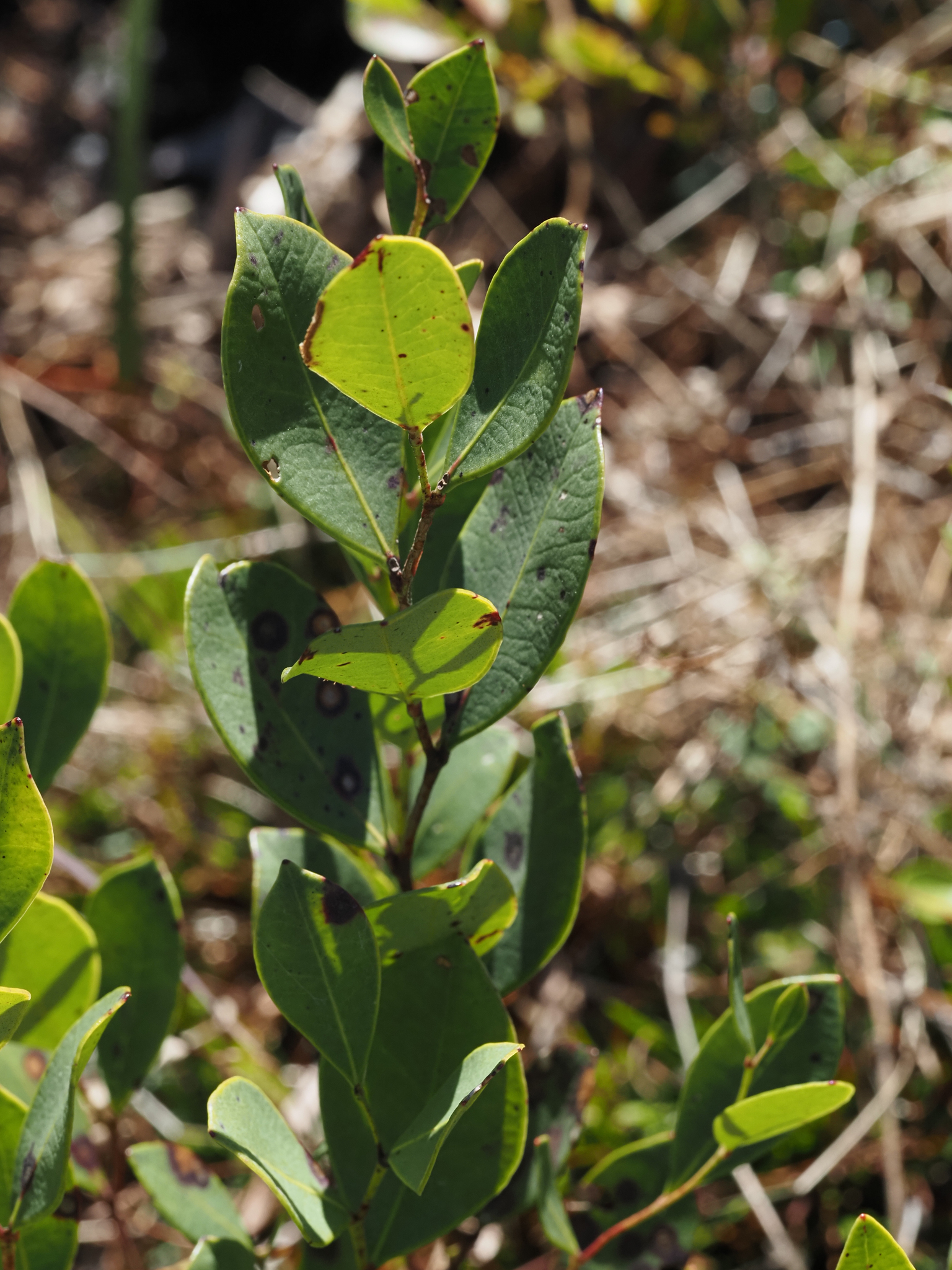 Lyonia lucida (Lam.) C.Koch