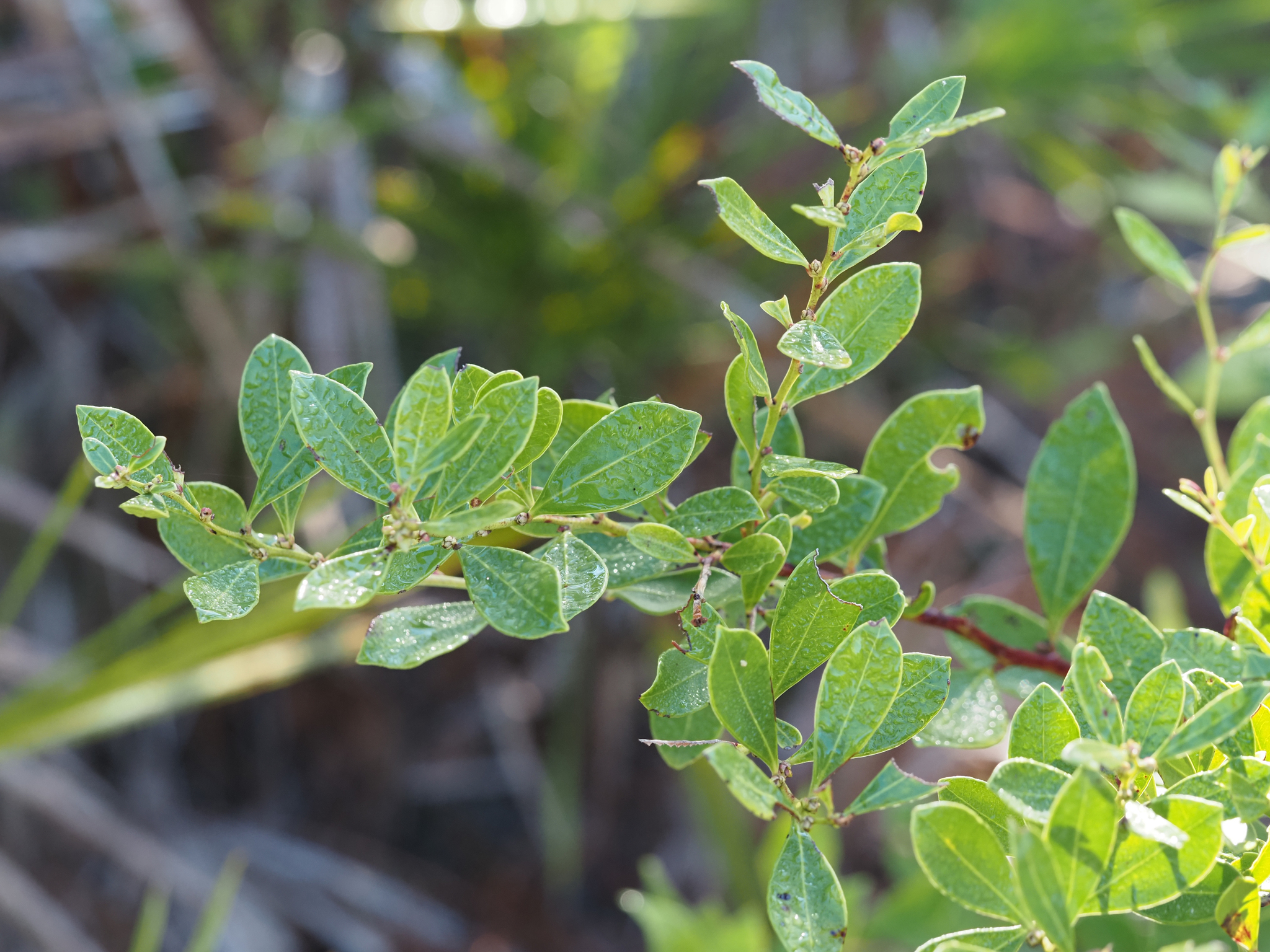 Lyonia lucida (Lam.) C.Koch