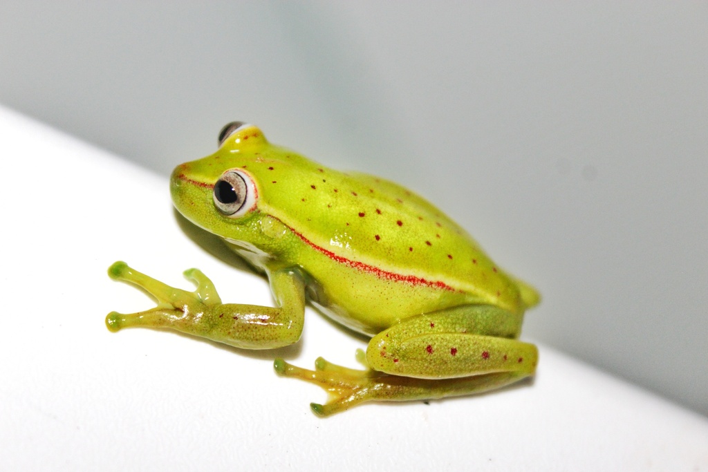 Polka-dot Tree Frog from Miravalle, El Castillo, Meta, CO on March 11 ...
