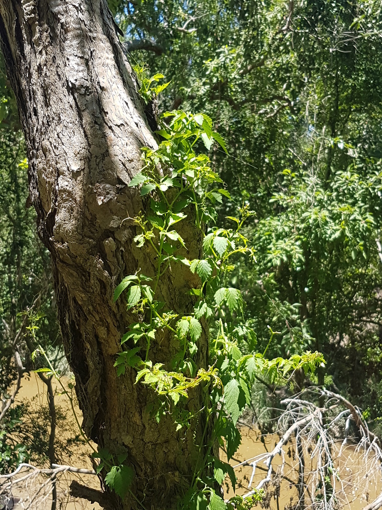 Slender Grape in January 2018 by PeterCopping · iNaturalist