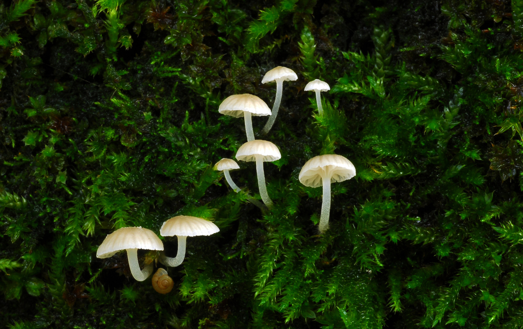 Phloeomana alba from Monza (MB) on November 3, 2018 at 04:34 PM by ...