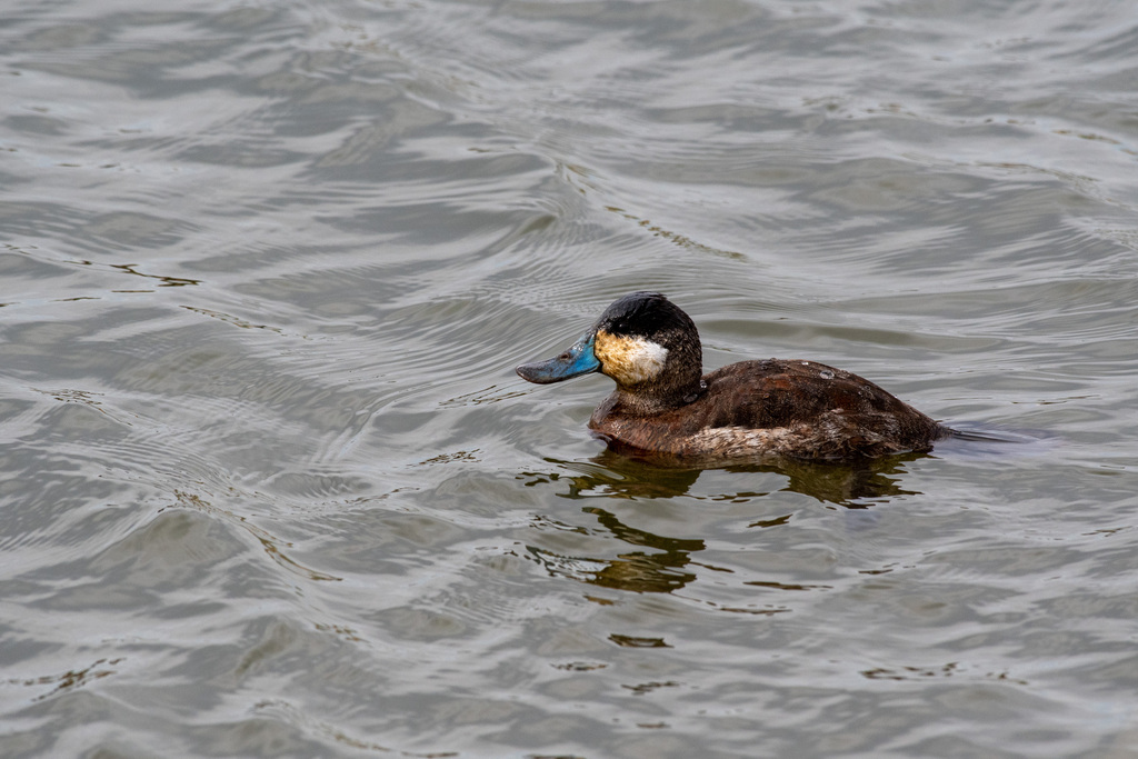 Ruddy Duck from Original Town, Carrollton, TX 75006, USA on January 11 ...