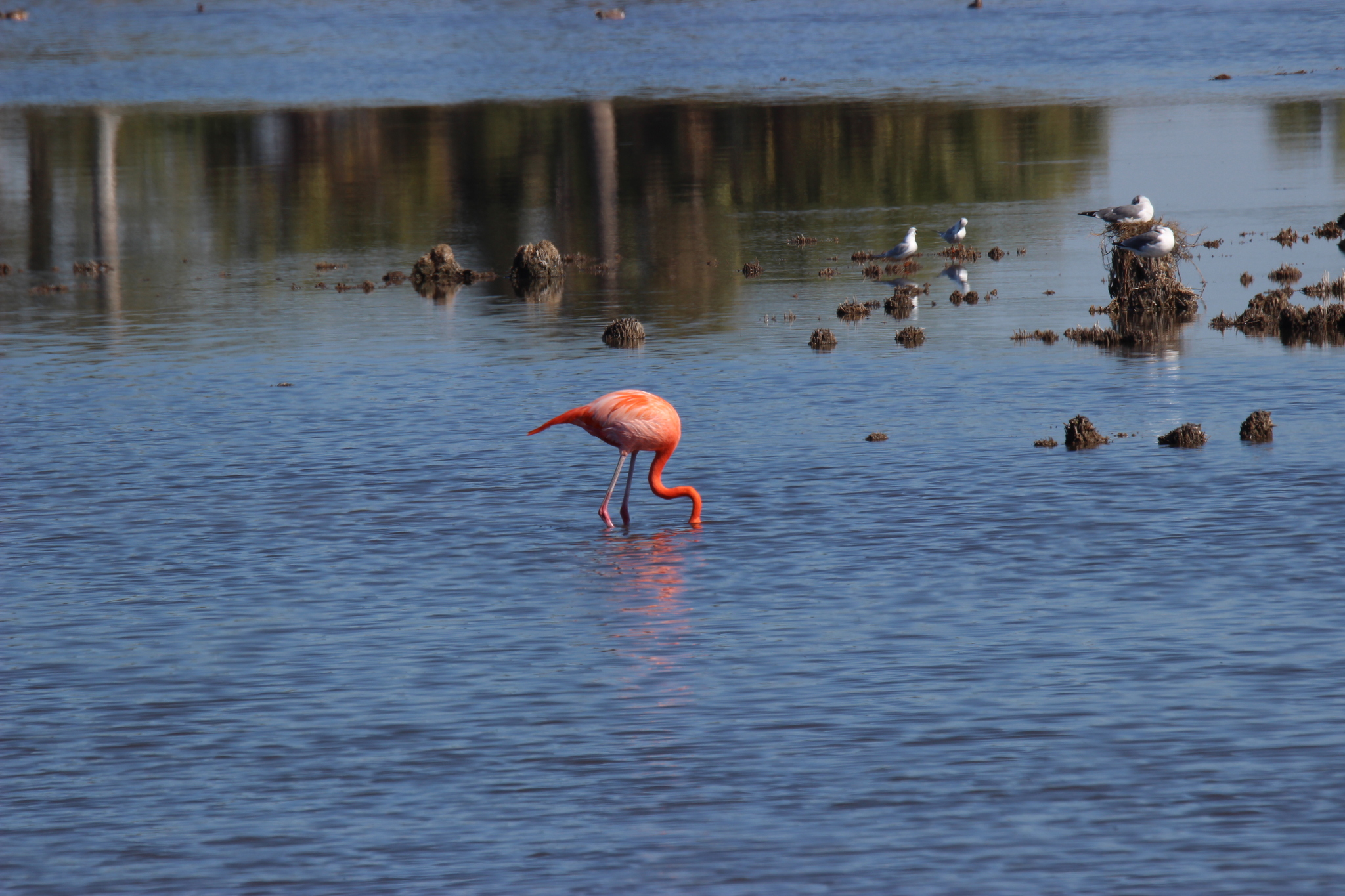 Phoenicopterus ruber Linnaeus, 1758