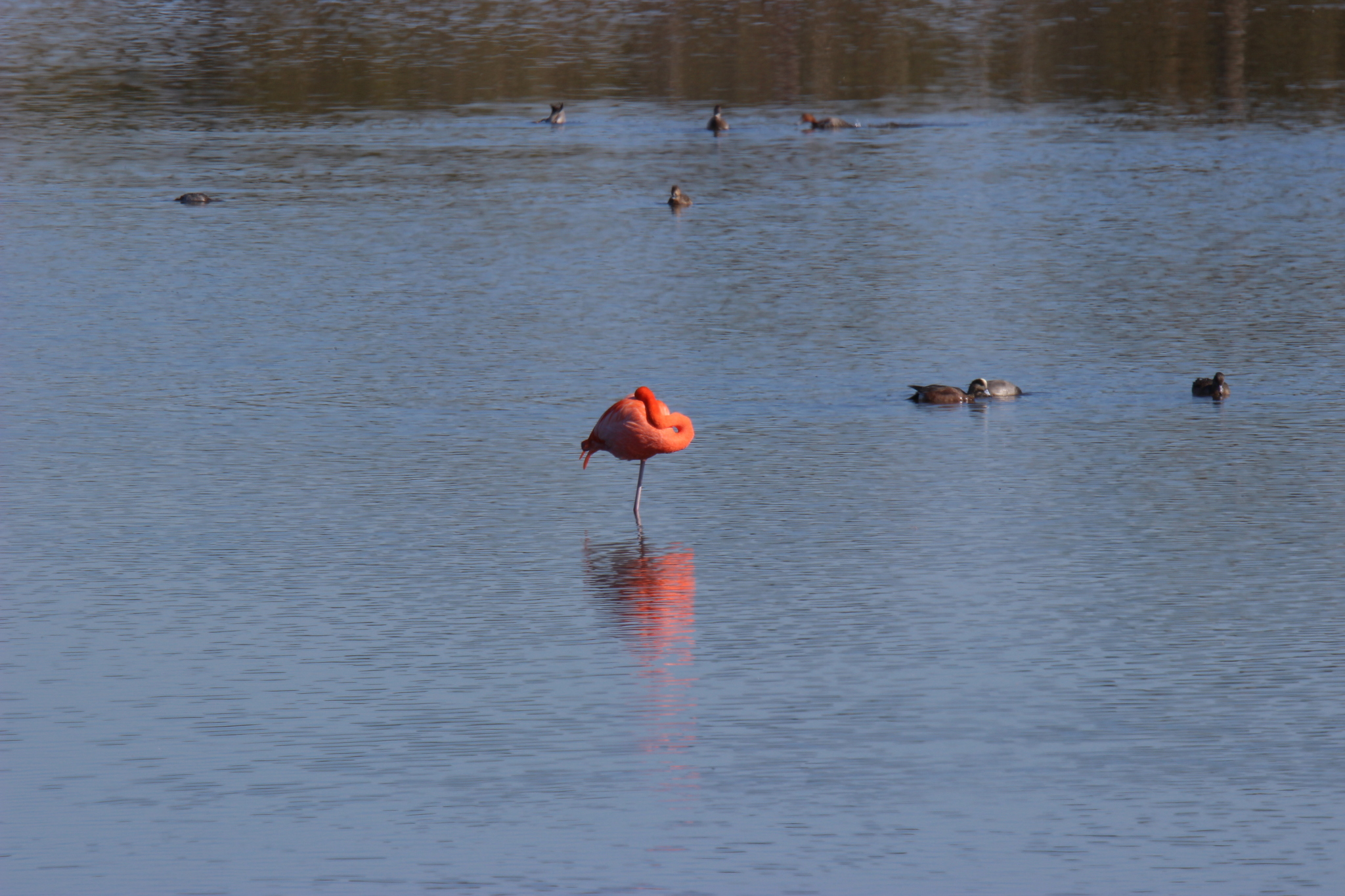 Phoenicopterus ruber Linnaeus, 1758