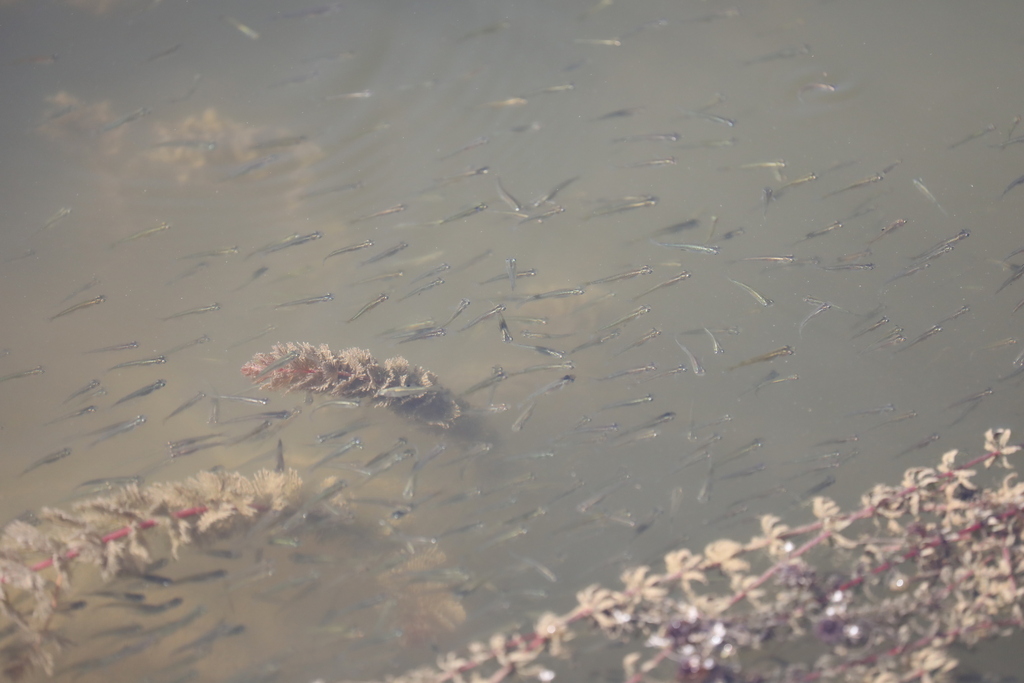 Chinese rice fish from 中国河北省张家口市赤城县 on September 2, 2019 at 10:07 AM by ...