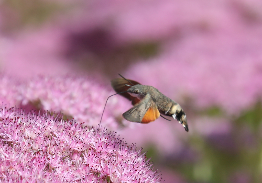 Eurasian Hummingbird Hawkmoth from 中国北京市延庆区 on September 2, 2019 at 11: ...