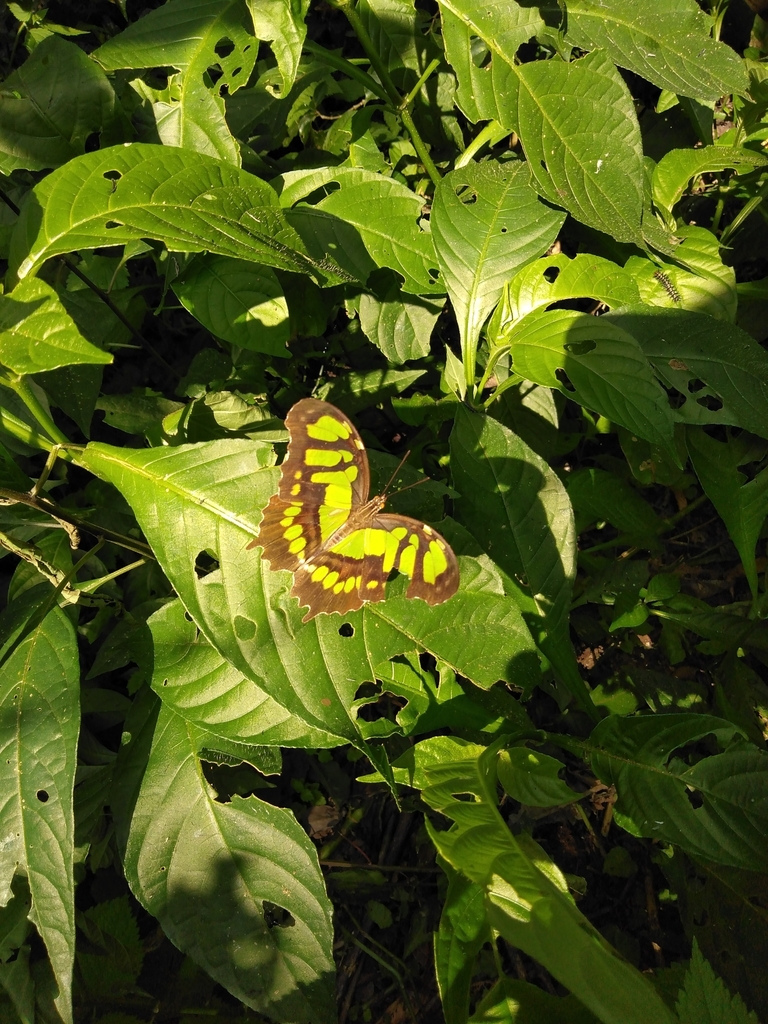 Siproeta stelenes biplagiata from 94458 Ver., México on January 11 ...