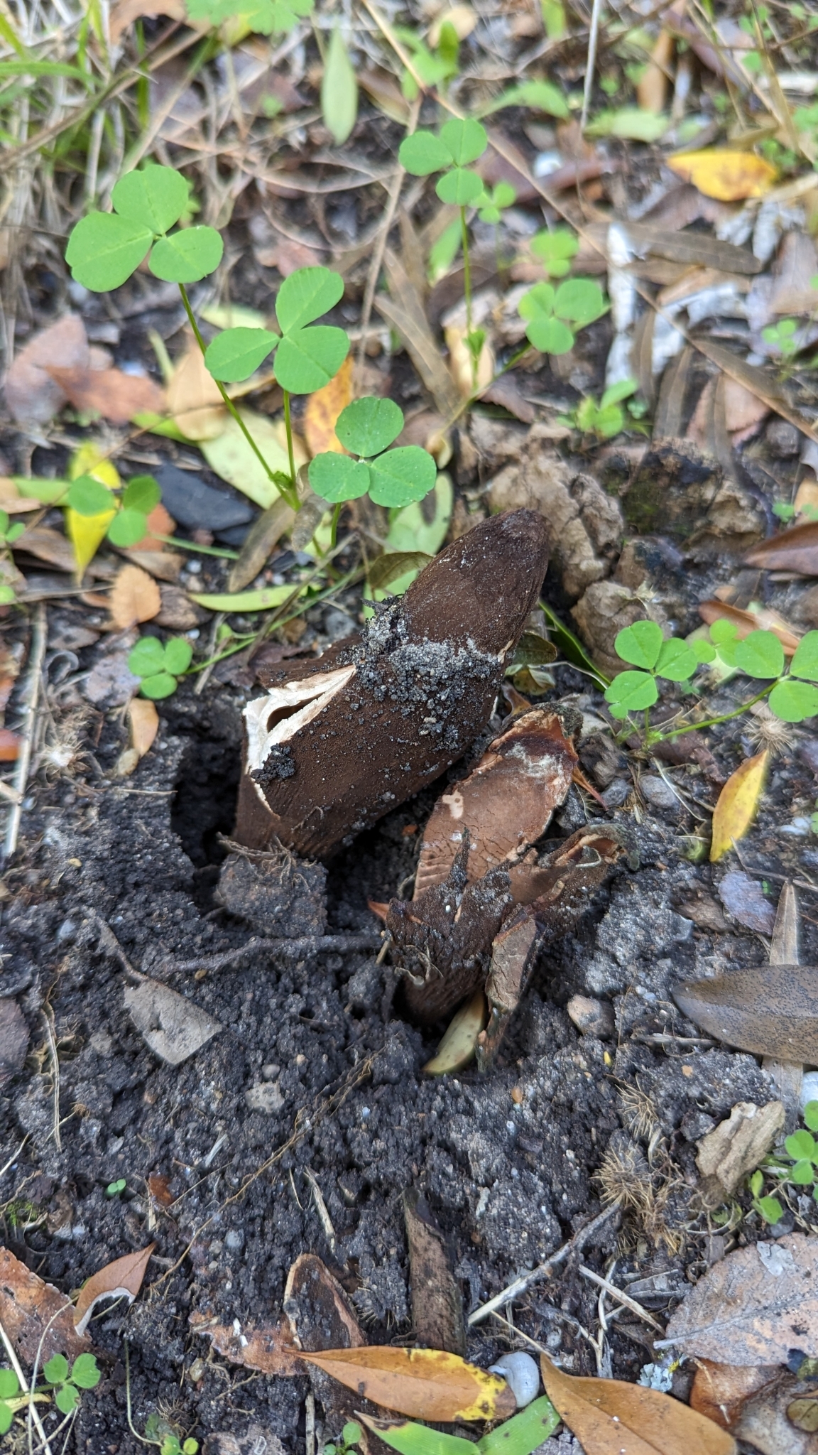 Chorioactis geaster (Peck) Kupfer ex Eckblad