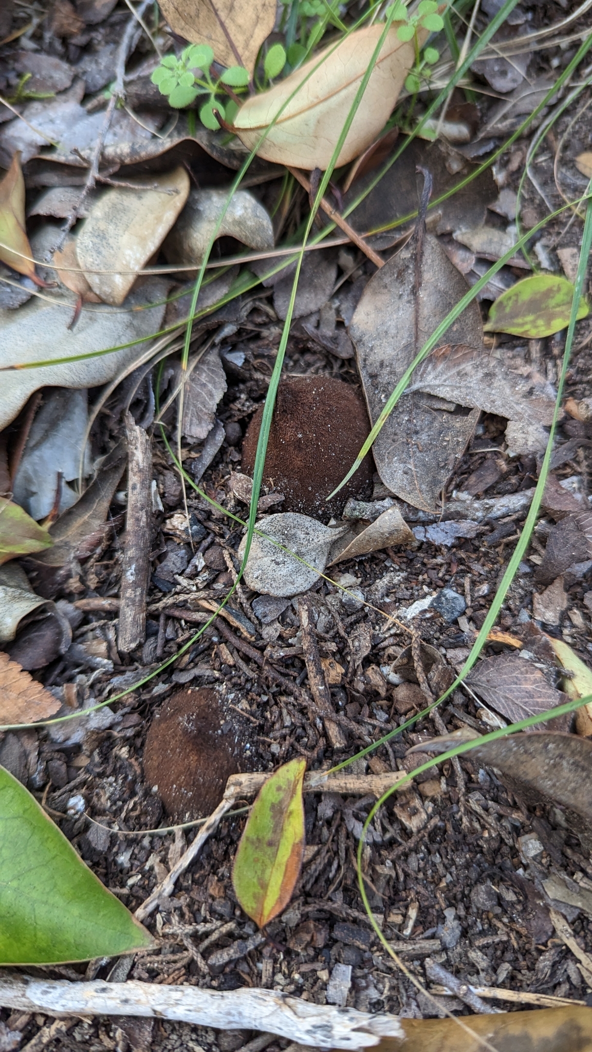 Chorioactis geaster (Peck) Kupfer ex Eckblad