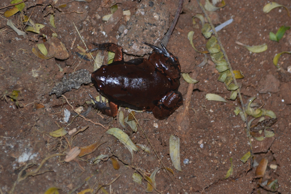 Sheep Frog from Santa Cruz, Guanacaste, CR on January 11, 2023 at 09:21 ...