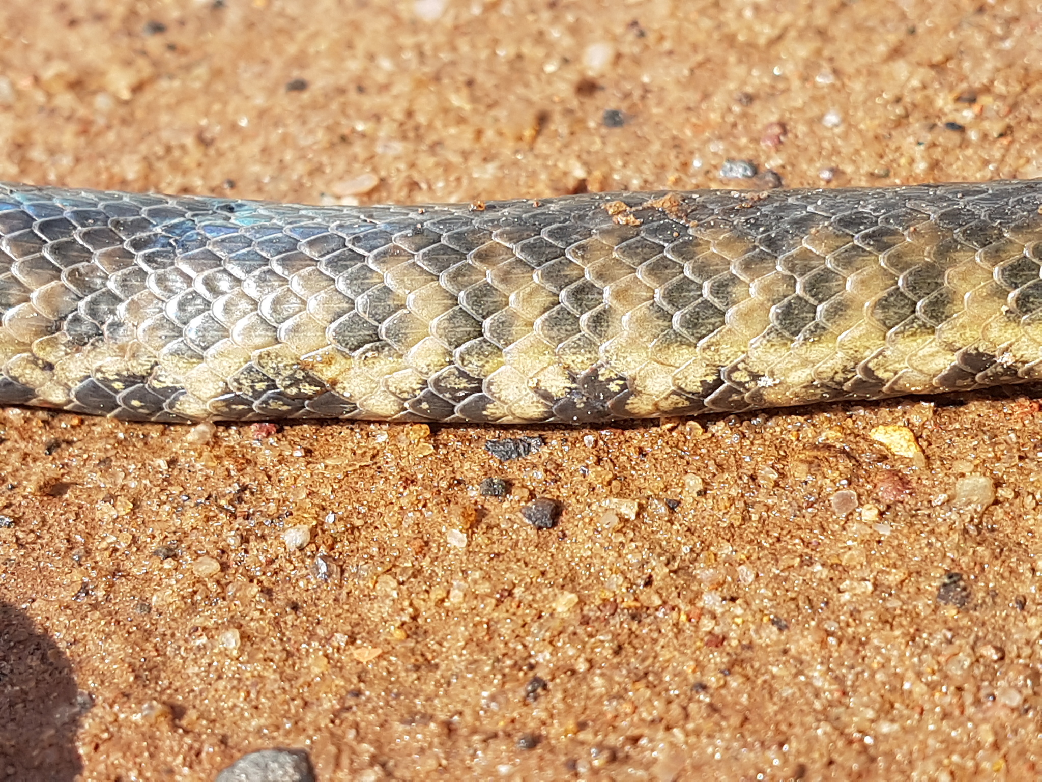 Helicops leopardinus (Schlegel, 1837)