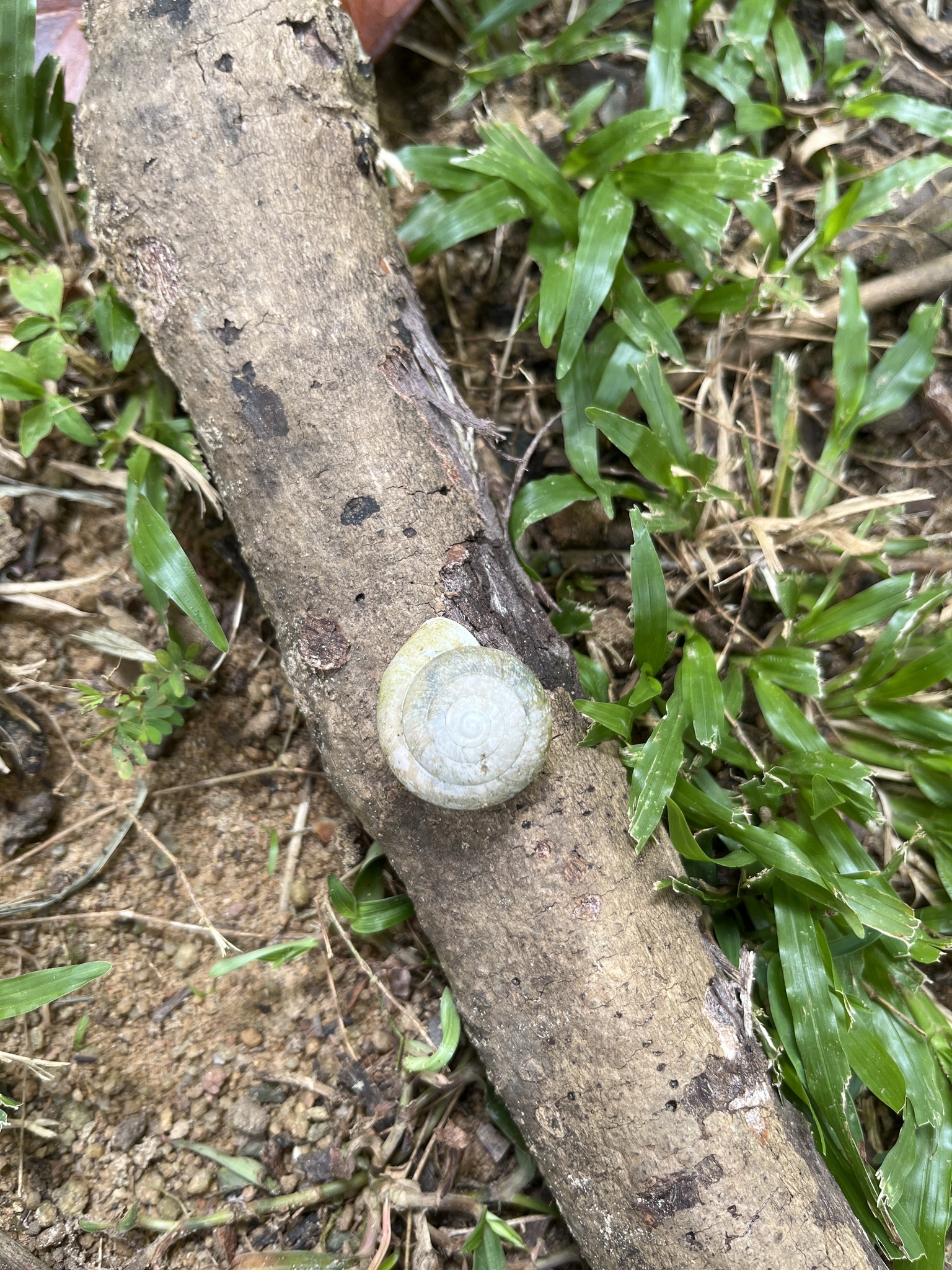 Quantula striata (J.E.Gray, 1834)