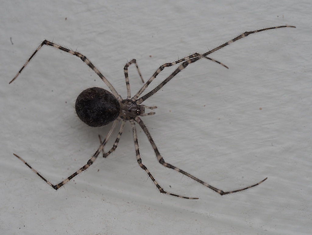 White porch spider from Kaeo, New Zealand on November 14, 2022 at 08:31 ...