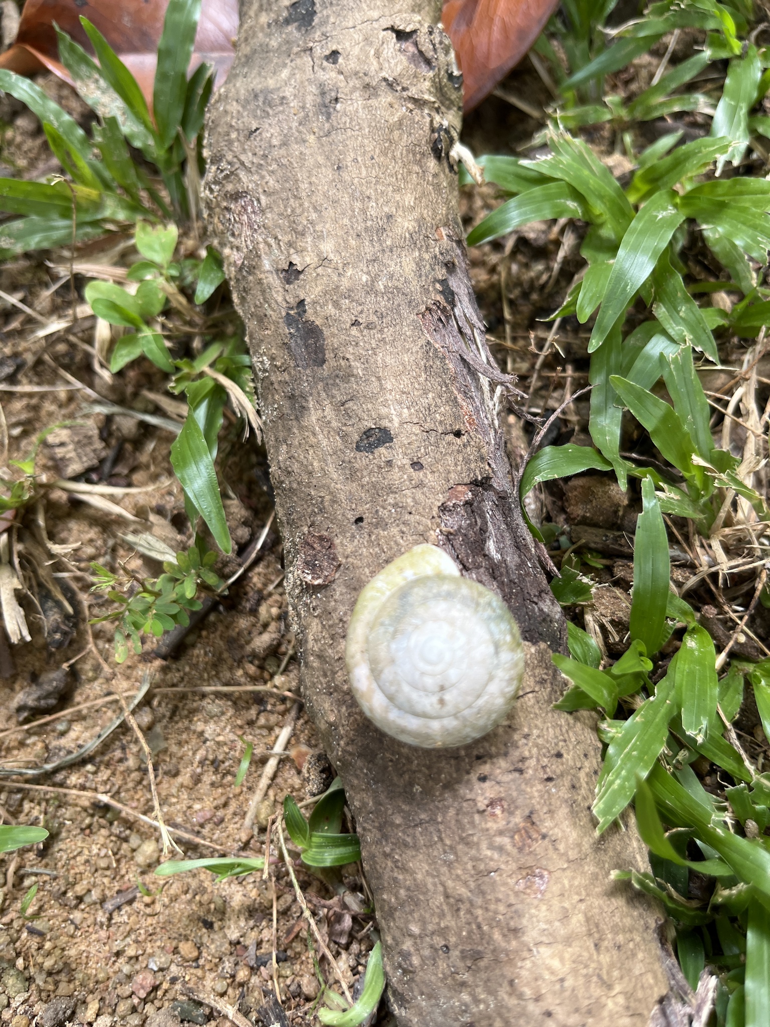 Quantula striata (J.E.Gray, 1834)