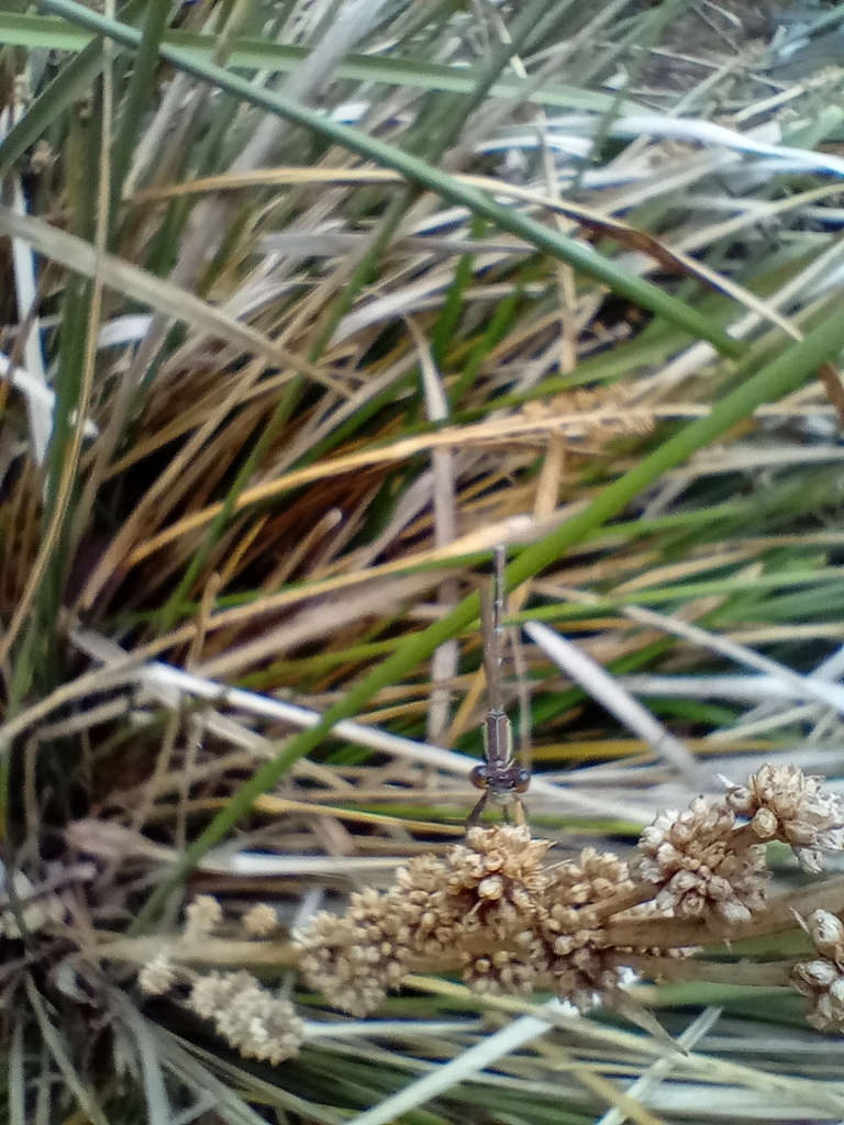 Damselflies from Trin Warren Tam-Boore Bellbird Waterhole on January 12, 2023 at 10:21 AM by ...