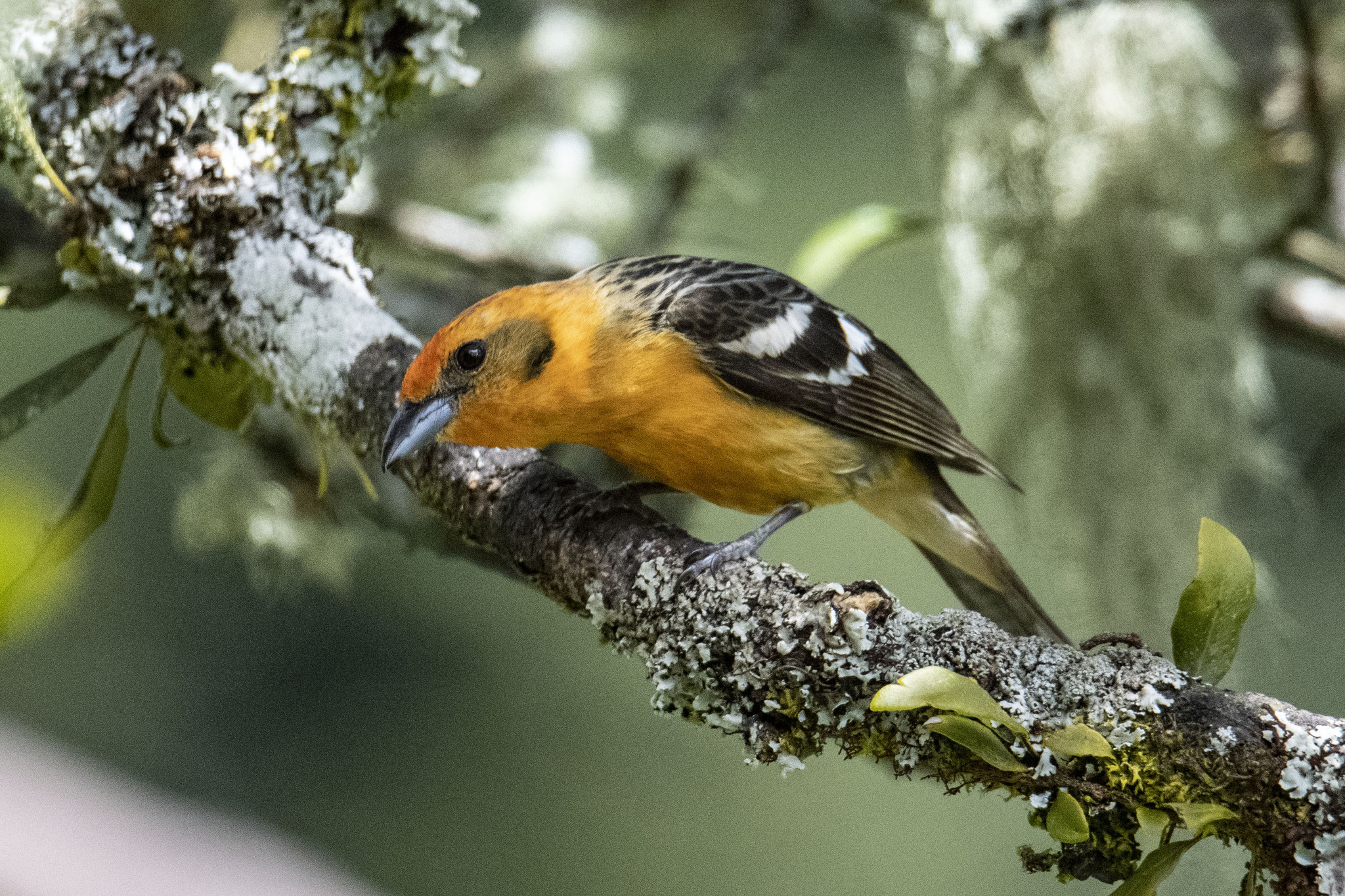 Piranga bidentata Swainson, 1827