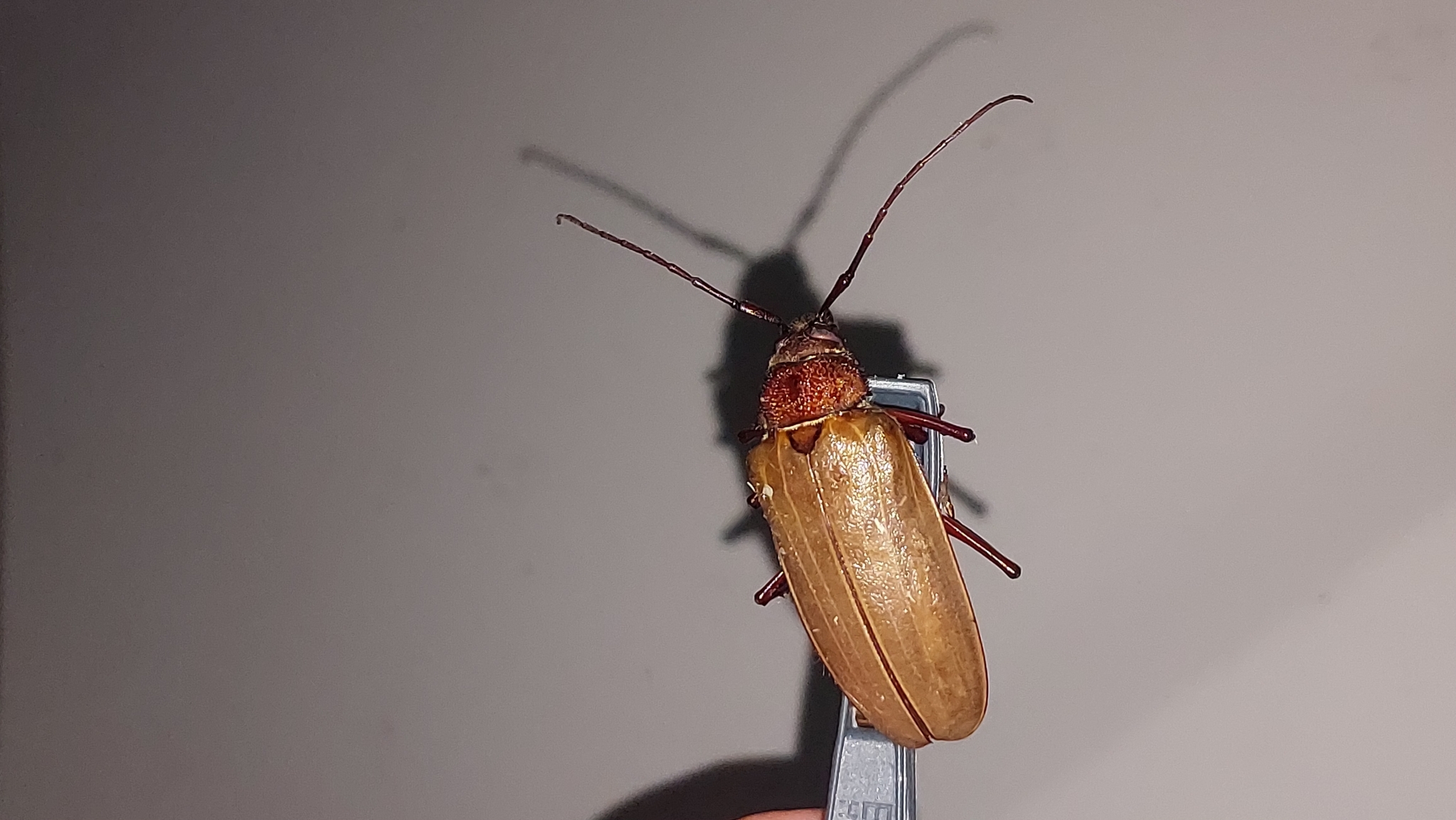 Agrianome spinicollis (MacLeay, 1826)
