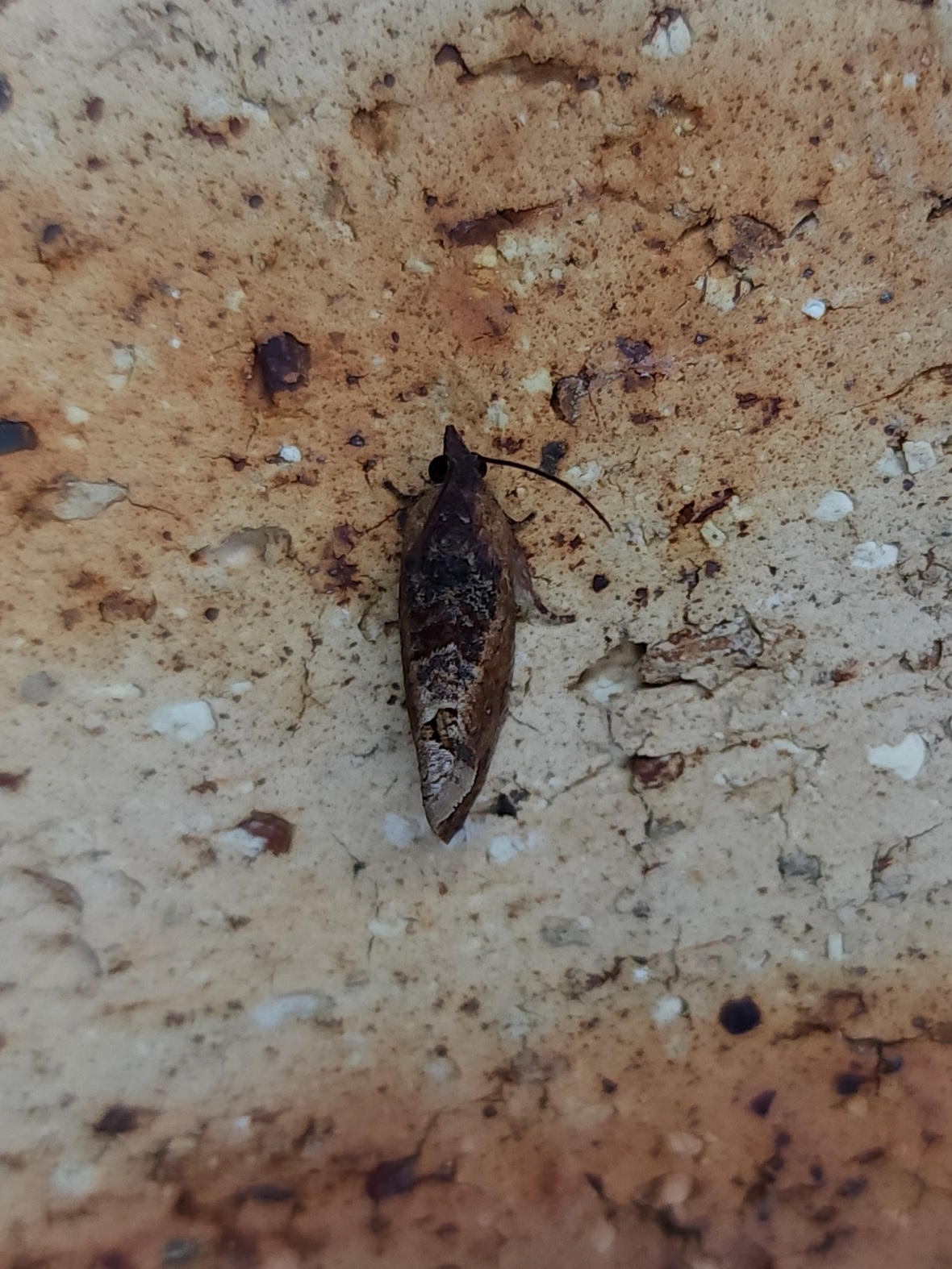 Cryptophlebia ombrodelta (Lower, 1898)