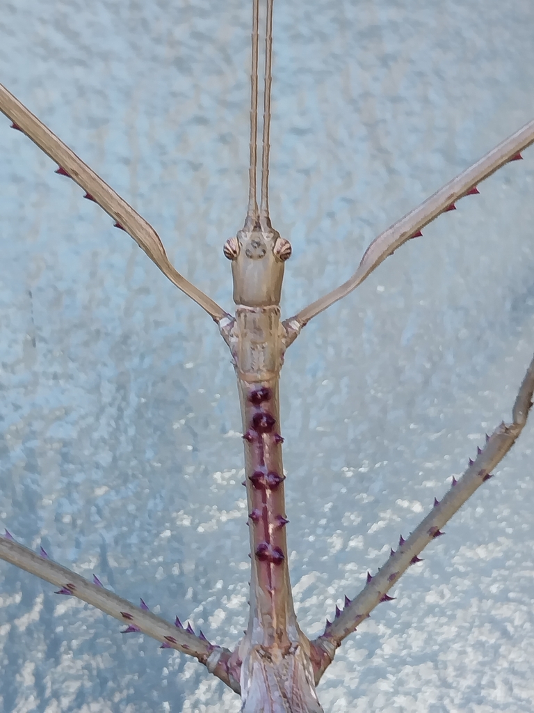 Titan Stick Insect from Berowra, NSW, Australia on January 12, 2023 at ...