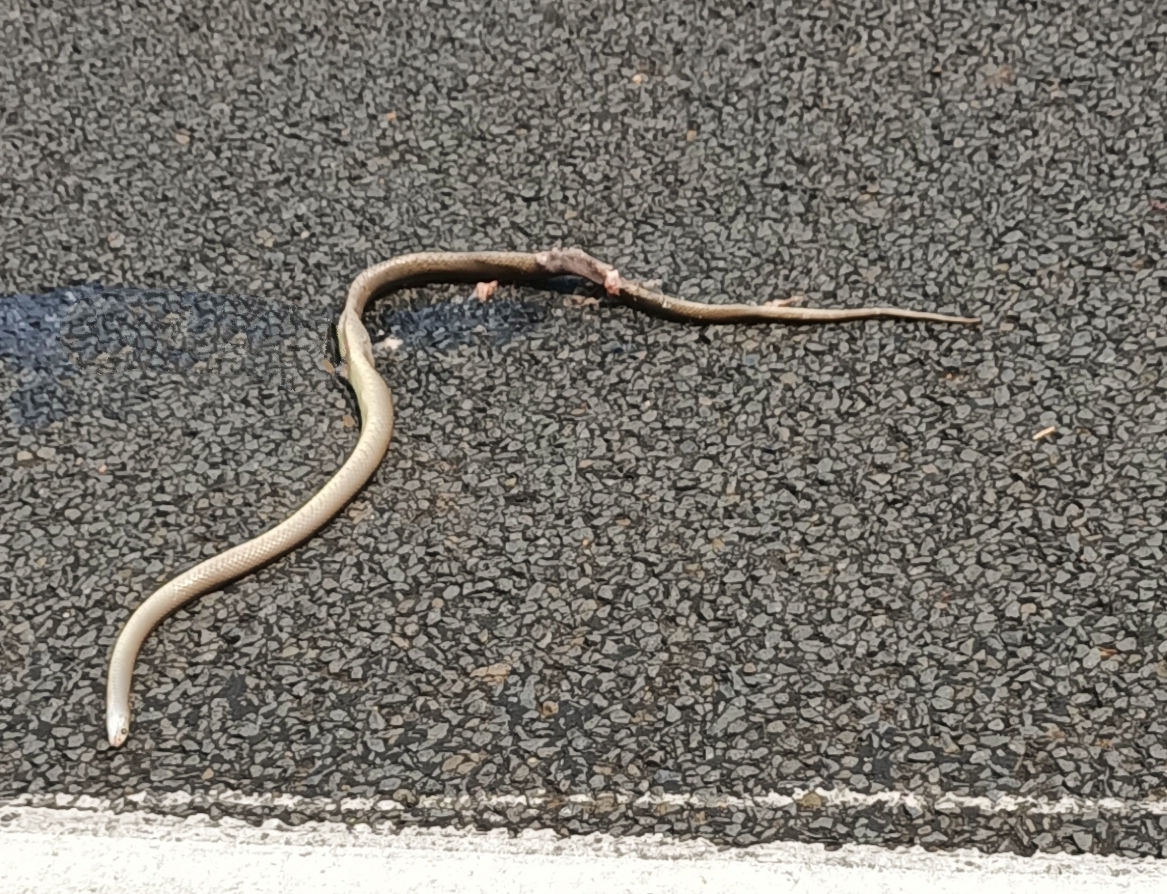 Pseudonaja affinis Günther, 1872