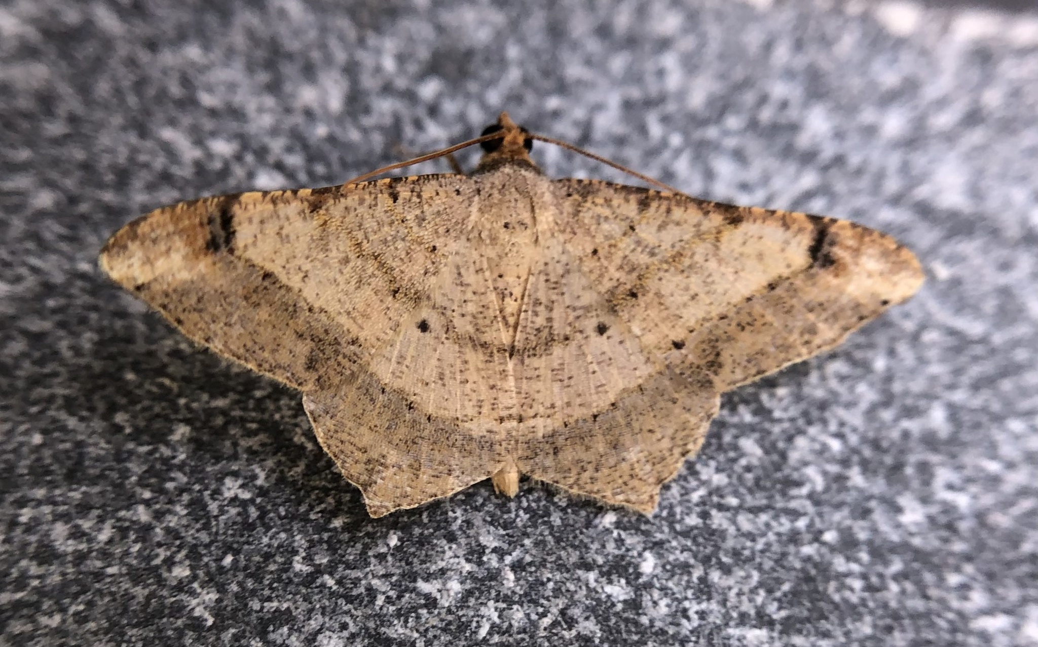 Macaria abydata Guenée