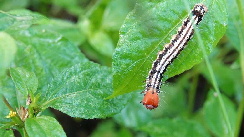 Tropical Tiger Moth from Mumbai, Maharashtra, India on October 15, 2022 ...