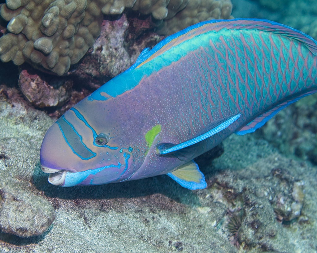 (Chlorurus) - Marine Life Identification