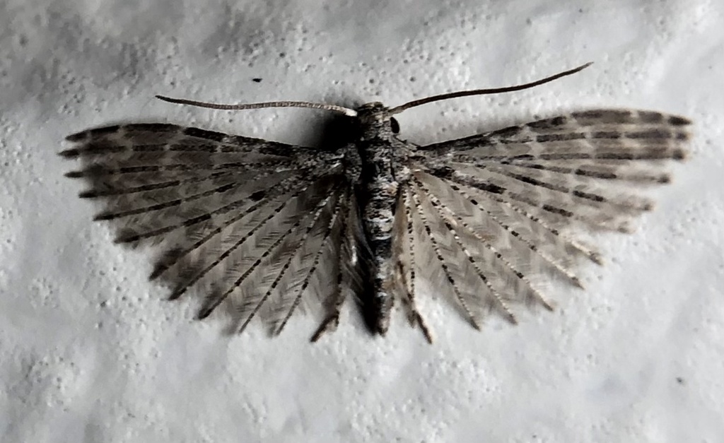 Alucita objurgatella from Hawaiʻi, Captain Cook, HI, US on January 11 ...