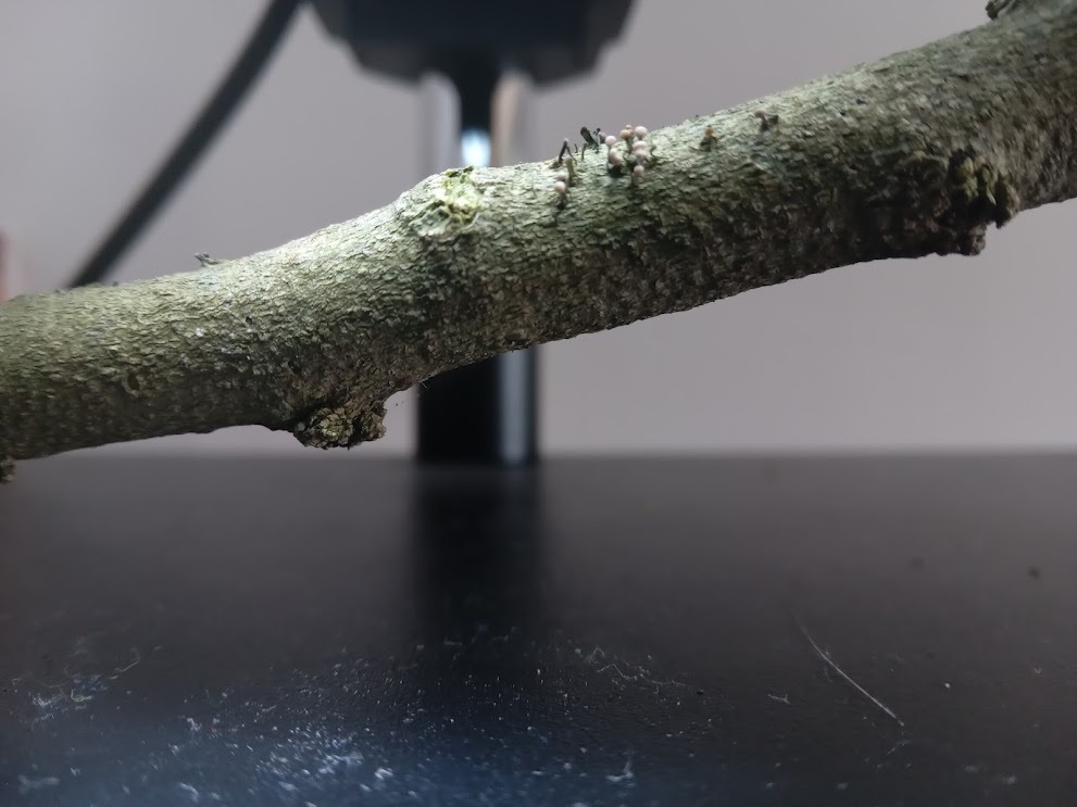 Fungi Including Lichens in January 2023 by cambrian sea roomba. Very ...