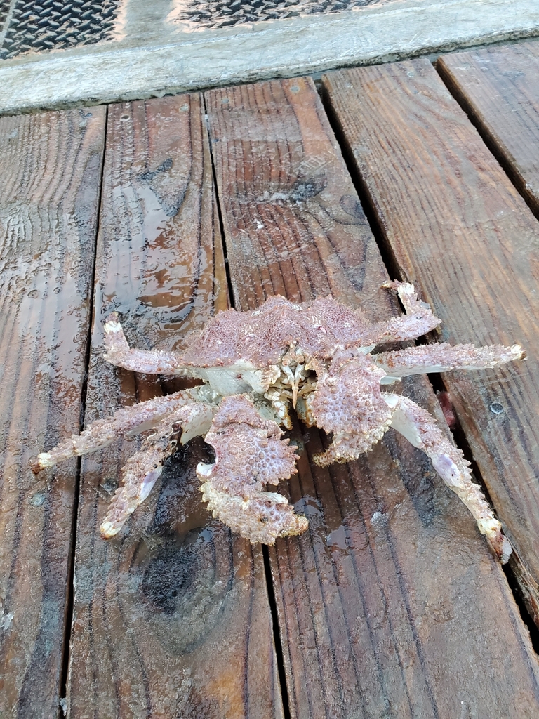 Brown Box Crab from Chugach, AK, USA on March 05, 2020 by sftk ...