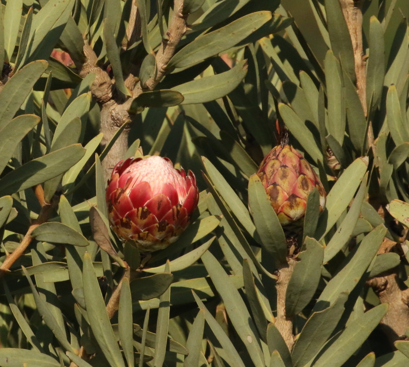 Protea caffra subsp. caffra