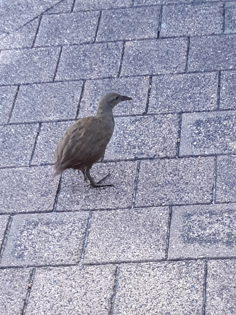 Lord Howe Rail in November 2022 by dawn neylan · iNaturalist