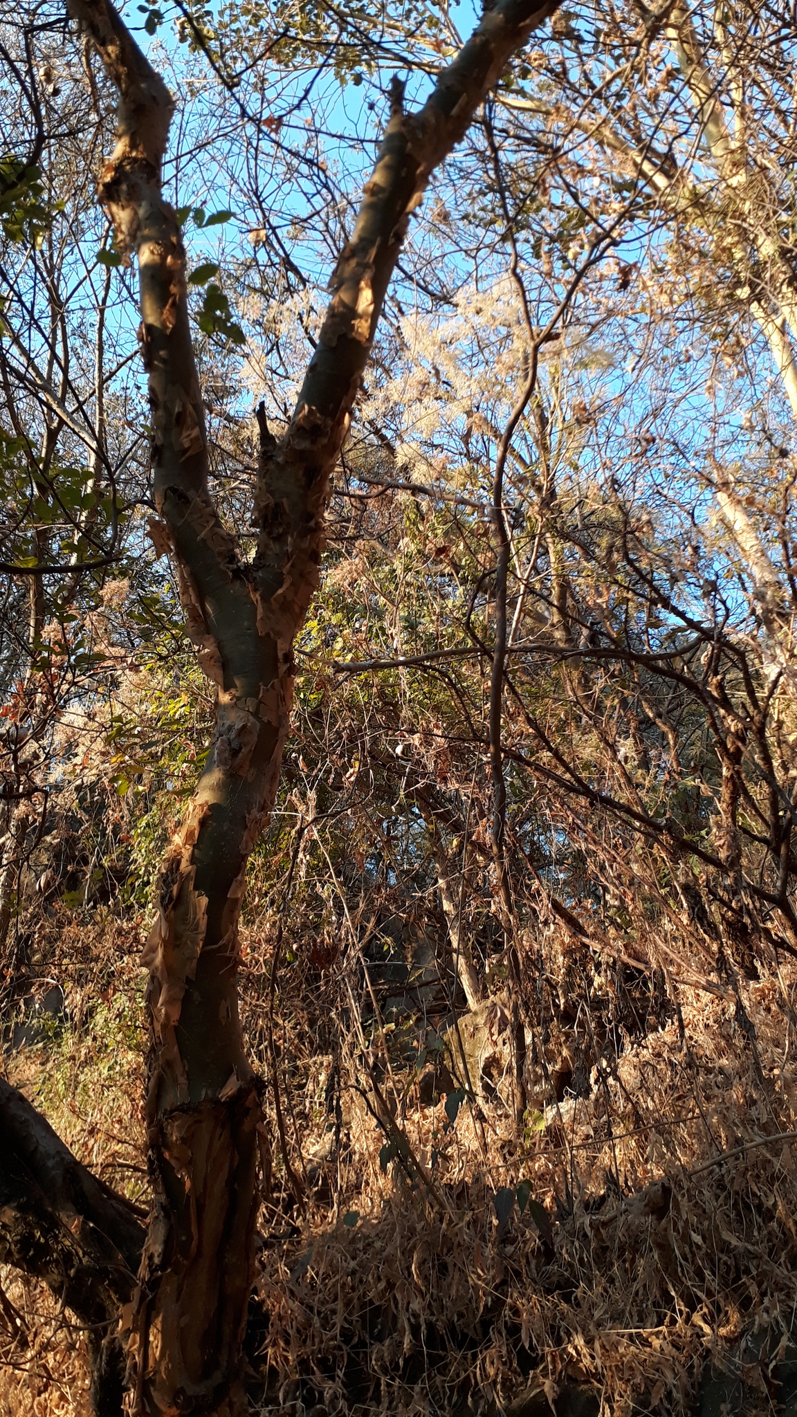 Bursera fagaroides (Kunth) Engl.